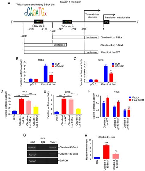 Twist1 Upregulates Claudin 4 Transcription Via E Boxes In The Claudin 4