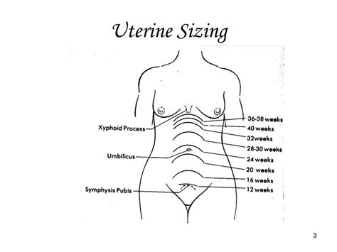 Uterus Size Chart During Pregnancy