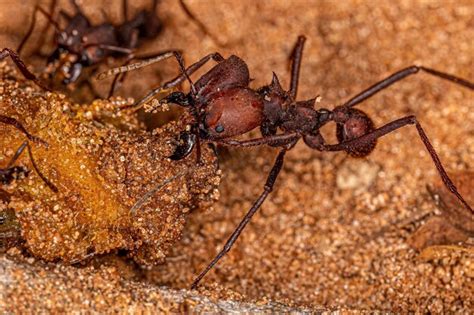 Hormigas Cortadoras De Hojas Atta Adultas Foto Premium
