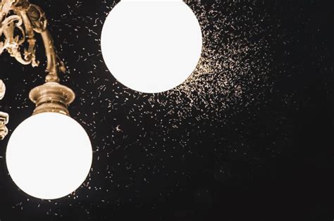 La Pollution Lumineuse Quels Impacts Sur La Faune Et Comment La