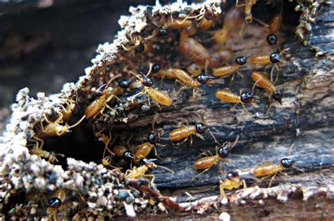 Termitas Los signos más comunes de una plaga de termitas