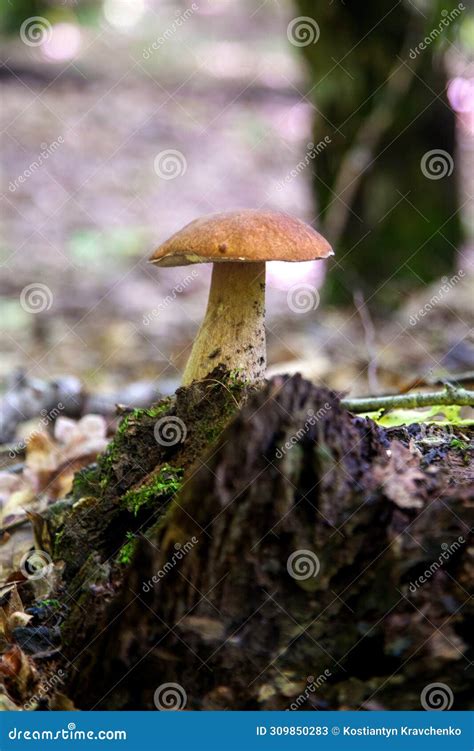 Single Boletus Edulis Or Porcini Mushroom Growing In The Forest Stock