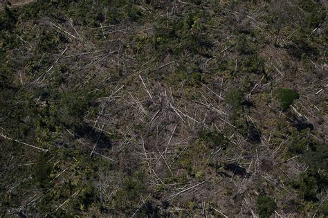 Mais De 99 Dos Desmatamentos No Brasil Em 2020 Foram Ilegais AMDA