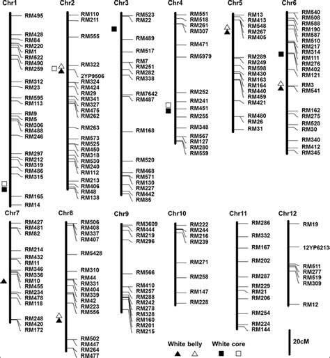 genetic linkage map showing qtl positions detected in the ril download scientific diagram