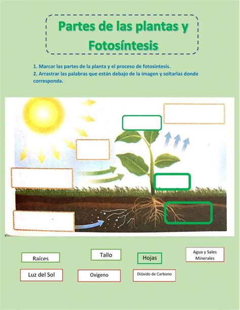 Las Plantas Online Pdf Exercise For 4 Grado Ciencias De La
