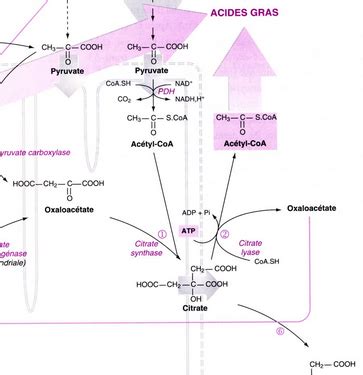 Biosynth Se Des Acides Gras Cartes Quizlet