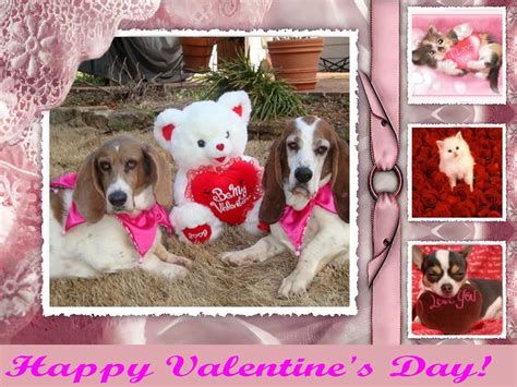 Valentine S Day Pets Wallpapers Wallpaper Cave