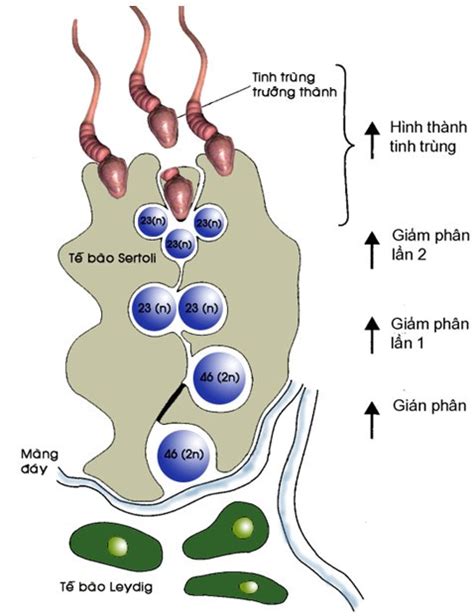 Sự kiện quan trọng nhất trong quá trình thụ tinh