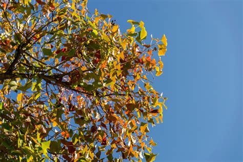 Free Images Tree Nature Branch Blossom Sky Sunlight Leaf