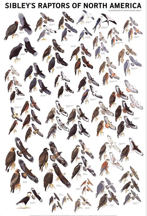 North American Birds Of Prey Identification