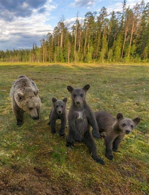 Jos metsään haluat mennä nyt
