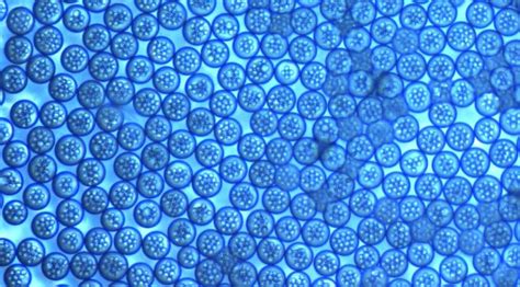 News Dolomite Microfluidics