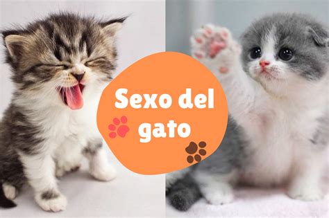 Cómo saber si un gato es Macho o Hembra