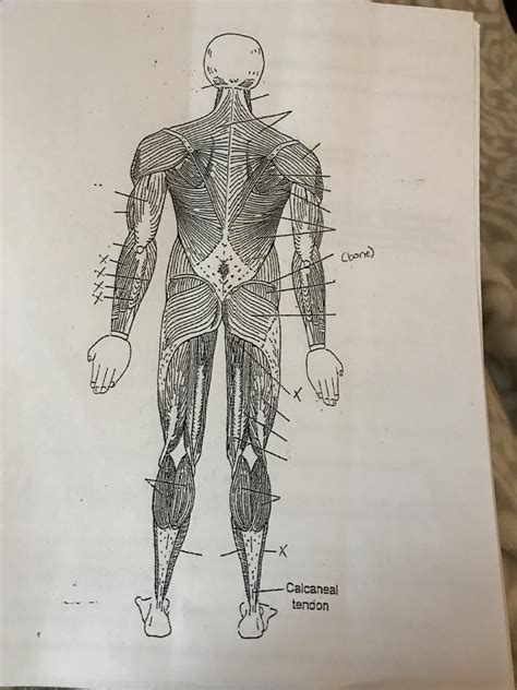 Posterior Muscles Diagram Quizlet