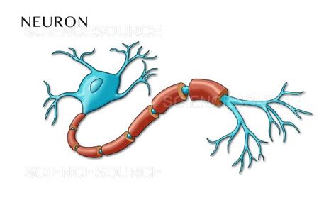 Photograph Motor Neuron Diagram Illustration Science Source Images
