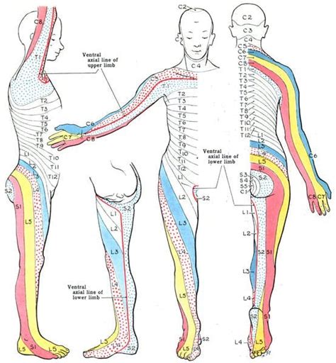 Lumbar Nerves 4 And 5
