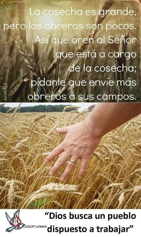 La Cosecha Frases Cristianas Palabra De Vida Palabra De Dios