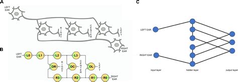 Frontiers A Functional Spiking Neural Network Of Ultra Compact Neurons