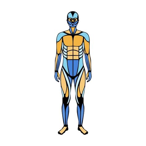 Sistema Muscular Humano Vector Premium