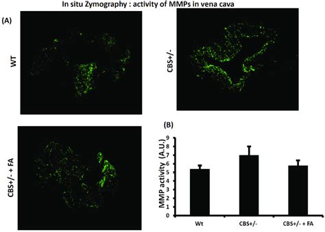 In Situ Zymography A In Situ Zymography Was Performed Using Dq