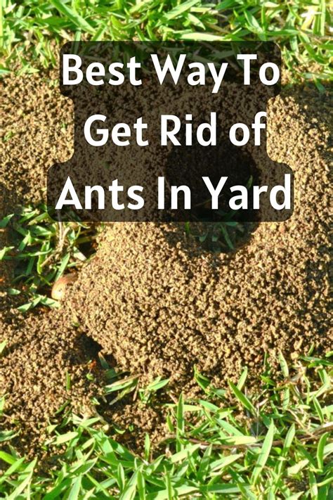 How To Get Rid Of Ants In Your Yard And Driveway Naturally Artofit