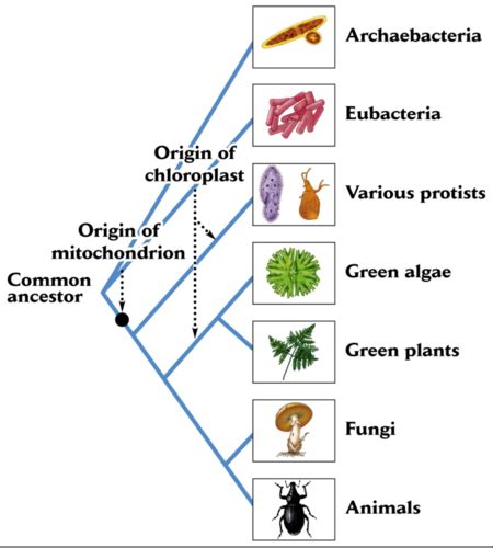 Ecology Chapter Flashcards Quizlet