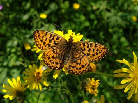 Free Images Nature Plant Prairie Flower Fly Wildlife Insect