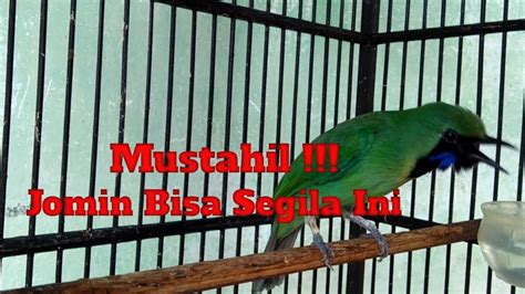 Burung Cucak Ijo Mini Gacor Ngentrok Full Isian Mewah Idaman Juri