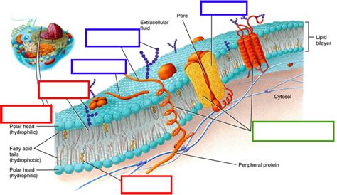 Fluid Mosaic Model Diagram Quizlet