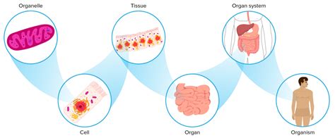 Cell Organization Read Biology CK 12 Foundation