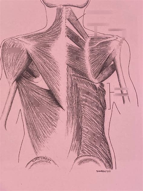 Torso Posterior Diagram Quizlet
