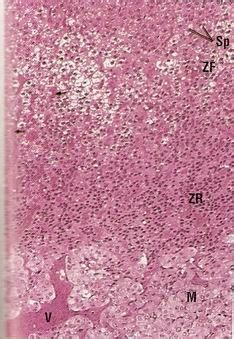 Histología de las glándulas endocrinas página 2