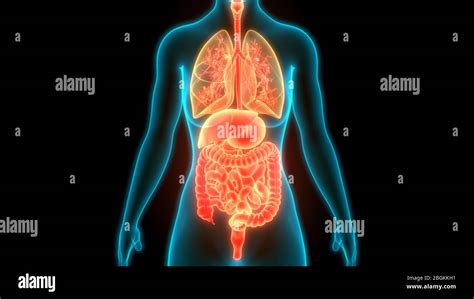 Anatomie Des Organes Internes Complets Humains Photo Stock Alamy