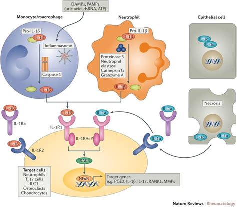 Interleukin 1 Function And Role In Rheumatic Disease Nature Reviews