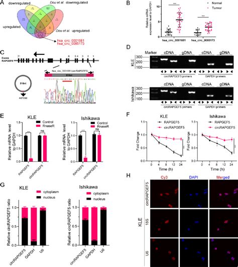 Identification And Characterization Of Circrapgef In Ec A The Venn
