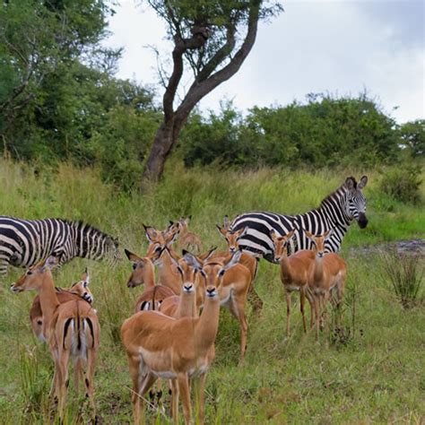 1 Day Akagera National Park Safari From Kigali Safaria Wild Adventure