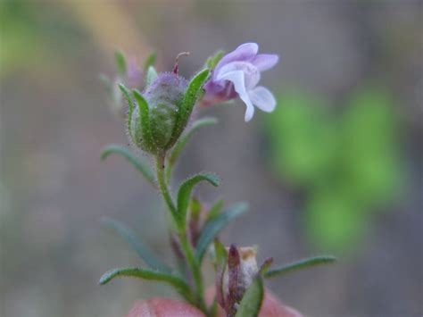 Kleine Leeuwenbek Chaenorhinum Minus L Lange Herbarium