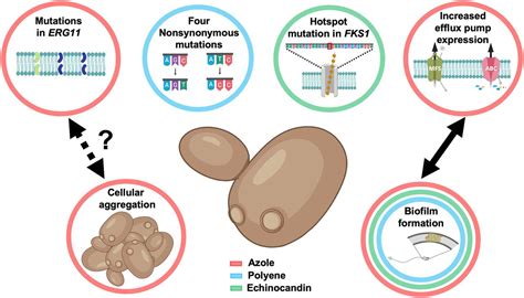 Combined Antifungal Resistance And Biofilm Tolerance The Global Threat