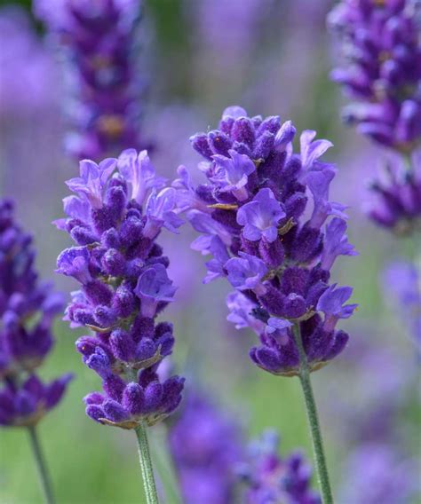 Details 100 Variedades De Lavanda Planta Abzlocal Mx
