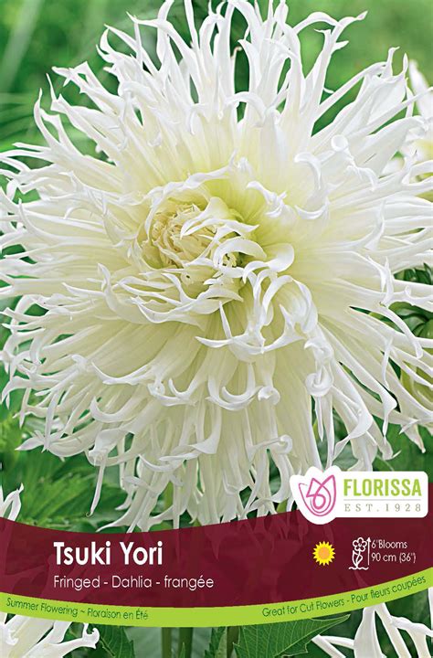 A Guide To Dahlia Tubers Florissa