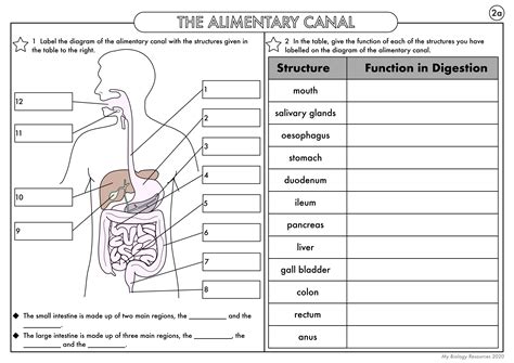 Gcse Biology Complete Worksheet Pack On The Human Nutrition Topic