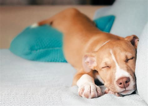 Cachorro intoxicado por chumbo veterinária explica tudo sobre o