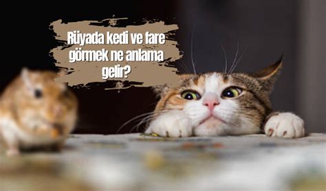 Rüyada kedi ve fare görmek ne anlama gelir Eskişehir Haberleri Son