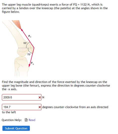 Solved The Upper Leg Muscle Quadriceps Exerts A Force Of Chegg