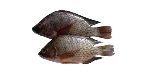 Discover Beautiful Fishes Names And Images Click To Dive Into A World