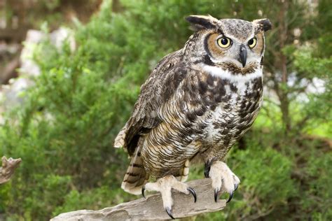 8 Types Of Owls In Georgia With Pictures Birdwatching Tips