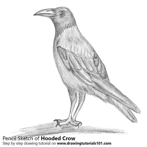 Crow Pencil Drawing A Step By Step Guide For Beginners