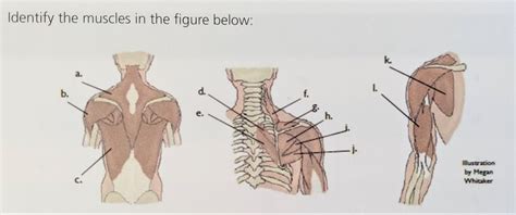 Anatomy Physiology Module Illustration Diagram Quizlet