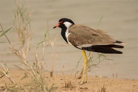 Red Wattled Lapwing Vanellus Indicus Birds Wintering In The Middle