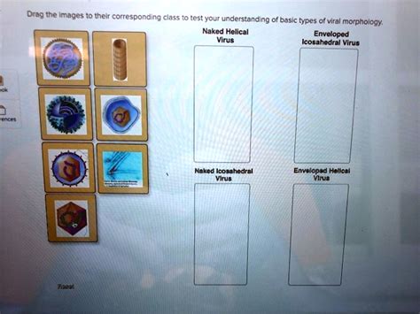 Solved Drag The Images To Their Corresponding Class To Test Your